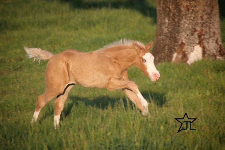 2020 HF Mobster x Out Shinin Wimpy colt – Larson Performance Horses